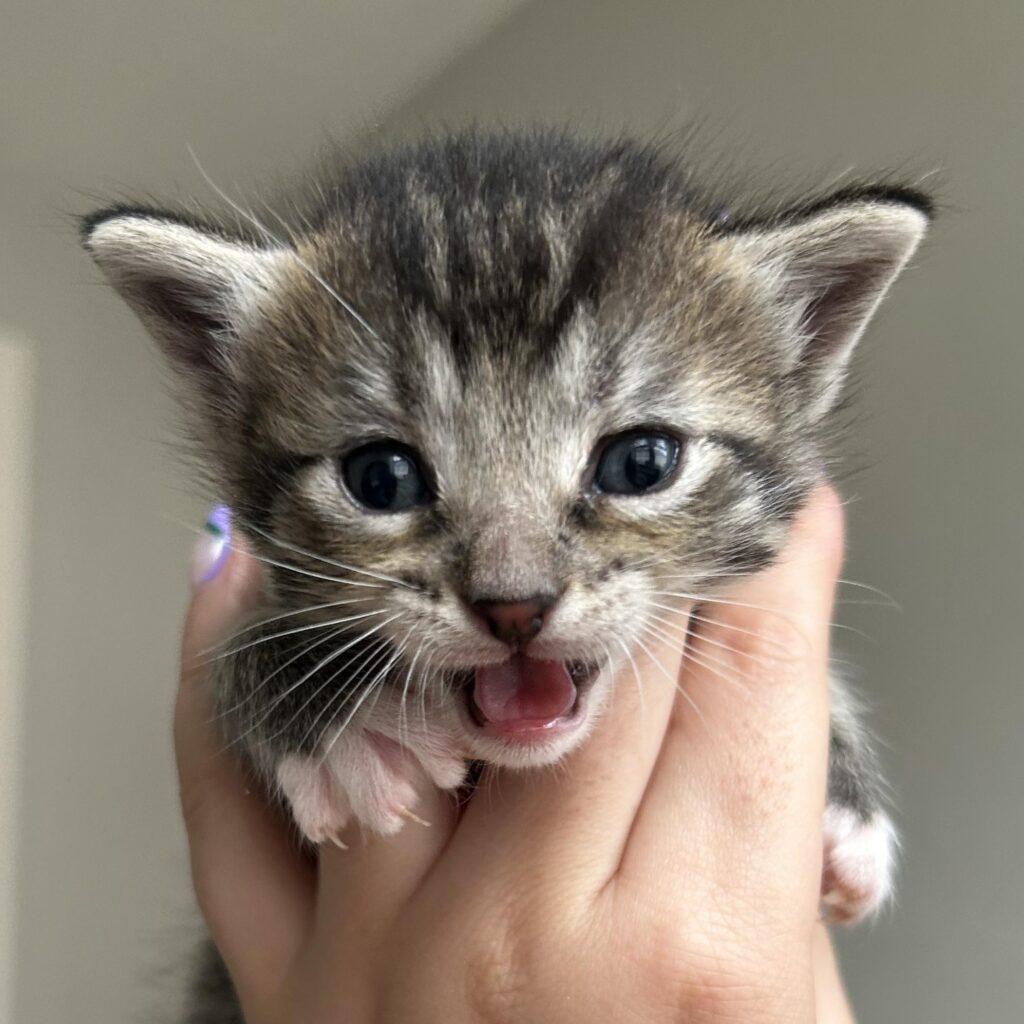 Nursery – Whiskers TNR of Warren County