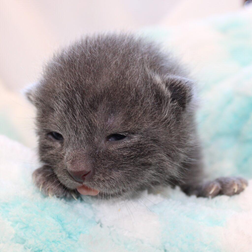 Nursery – Whiskers TNR of Warren County