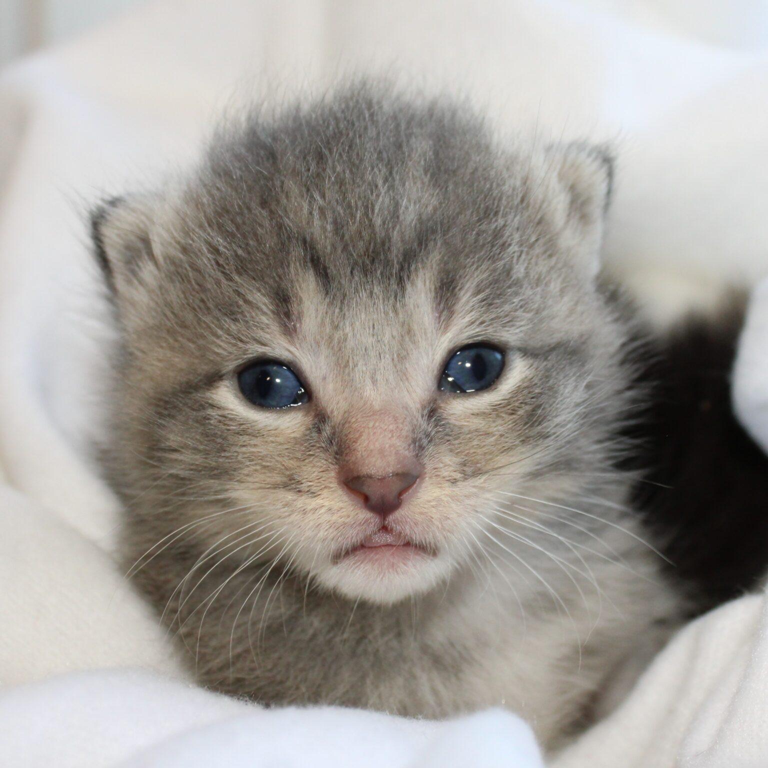 Nursery – Whiskers TNR of Warren County