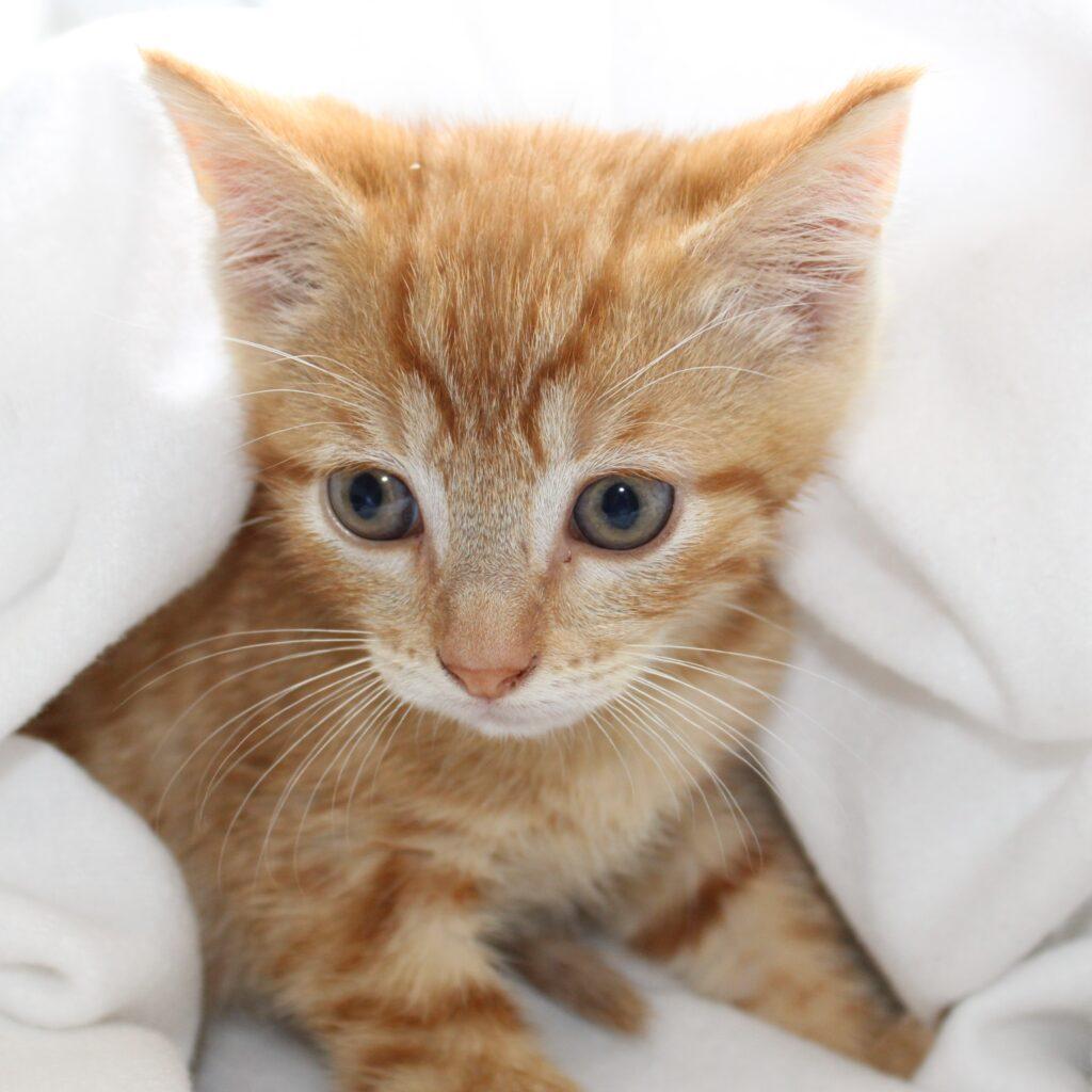 Nursery – Whiskers TNR of Warren County