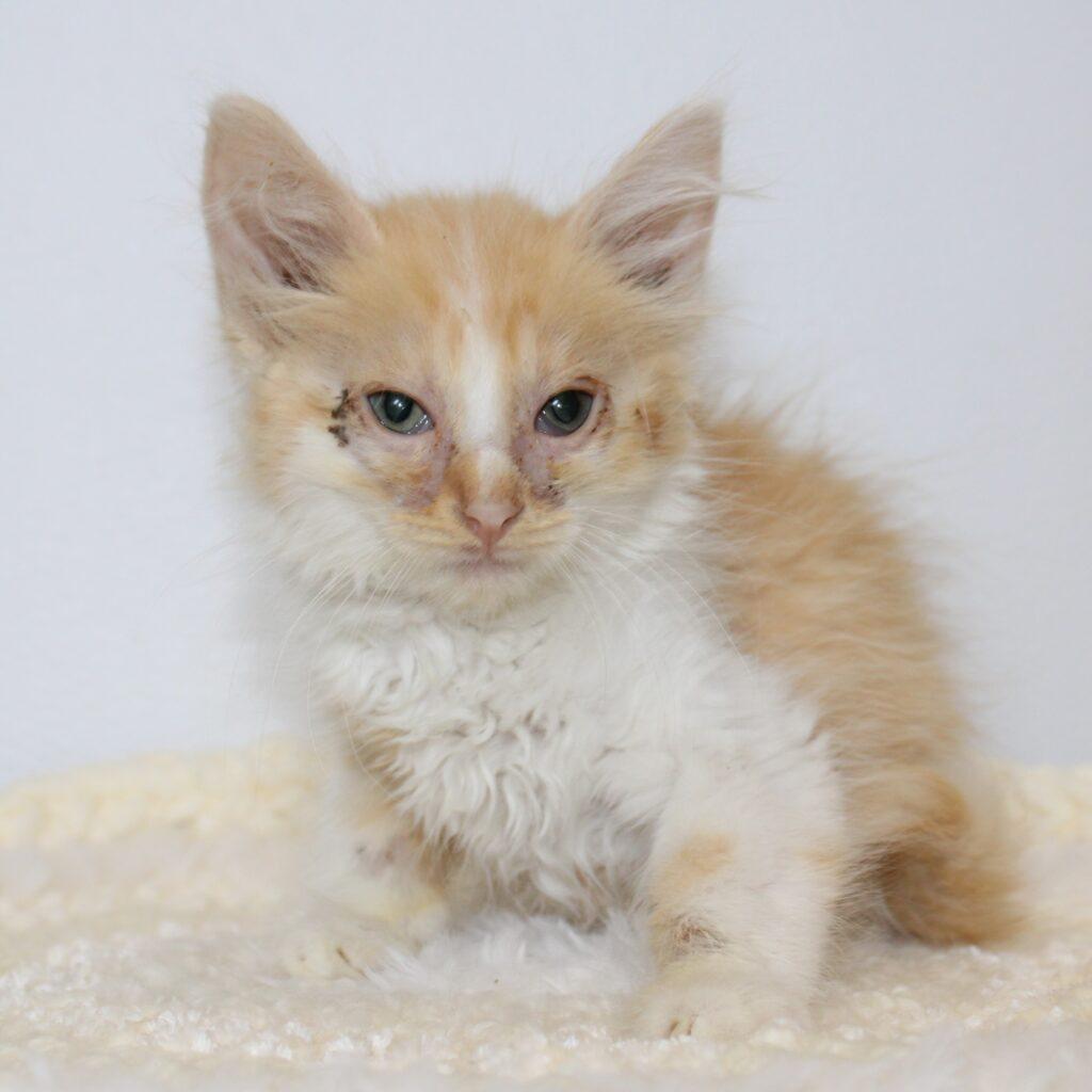 Nursery – Whiskers TNR of Warren County