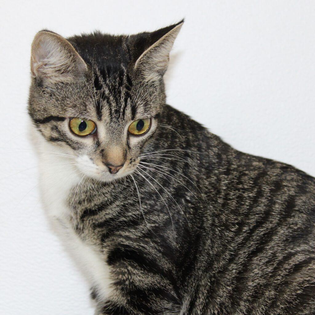 Available Cats – Whiskers TNR of Warren County