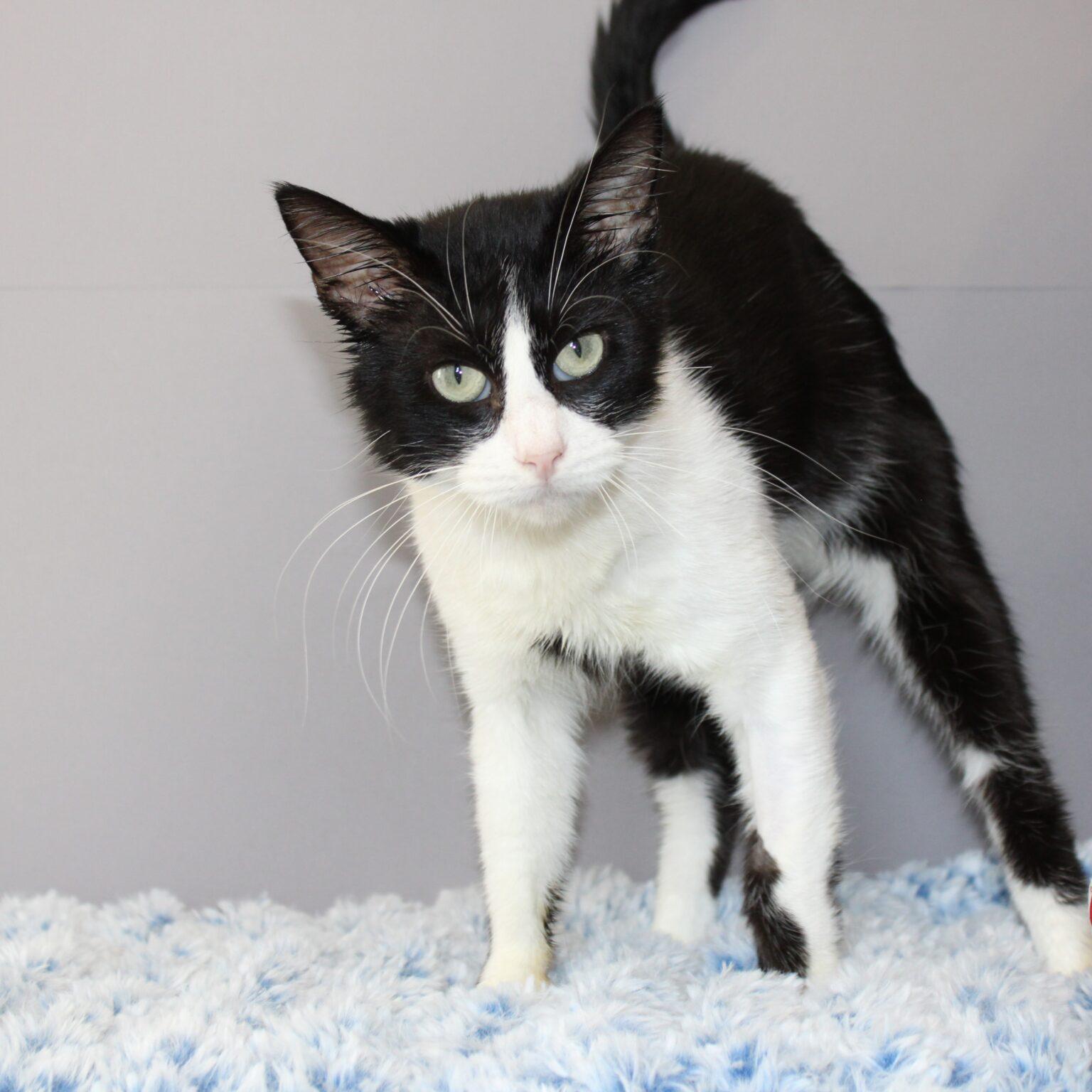 Available Cats – Whiskers TNR of Warren County