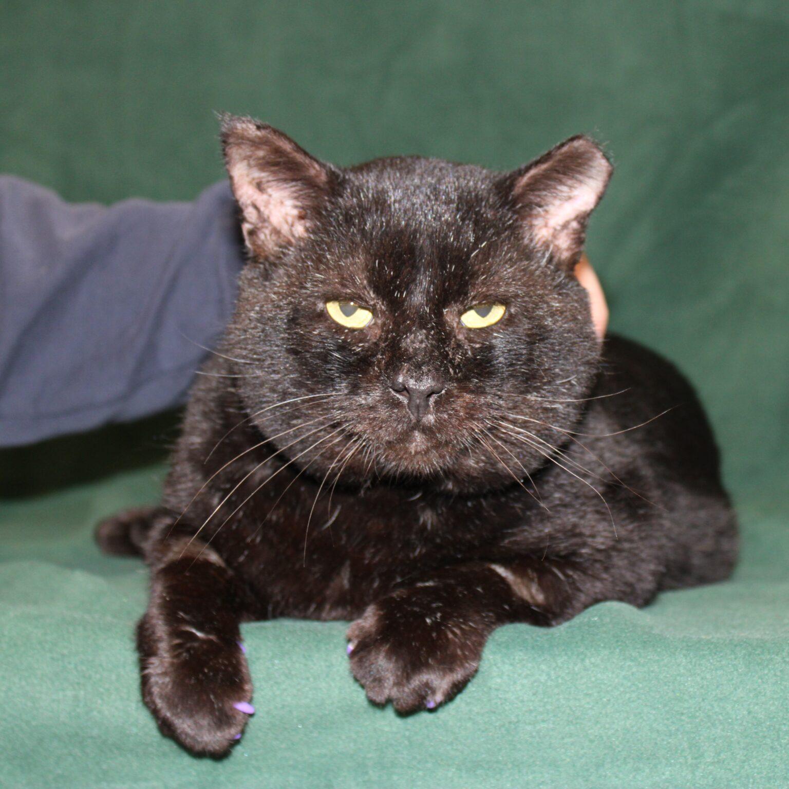 Available Cats – Whiskers TNR of Warren County